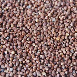 Baldwins Guinea Pepper ( Grains Of Paradise ) – G Baldwin & Co