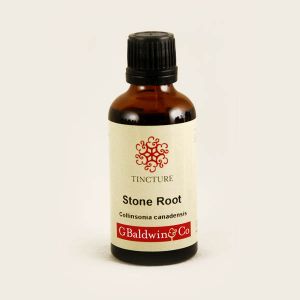 stone root extract