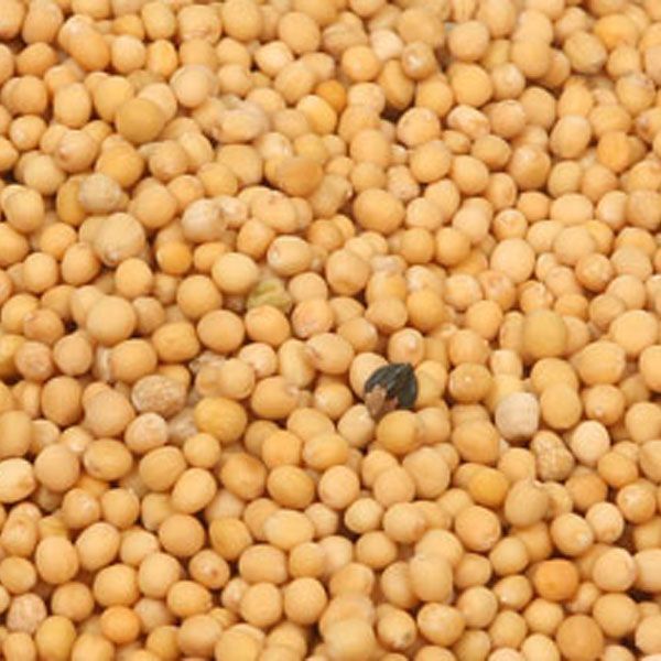Baldwins Mustard Seed White ( Sinapsis Alba ) | G Baldwin & Co