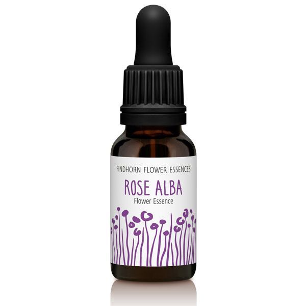 rose alba essential oil